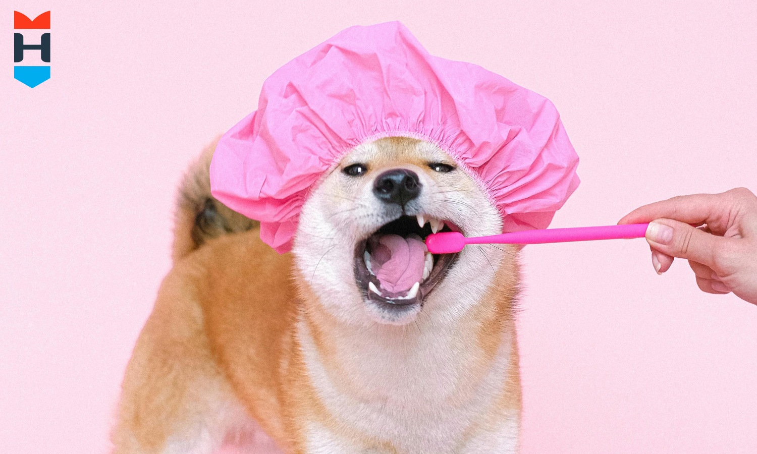 Plaque in dogs and cats: optimal oral health | HenArt®